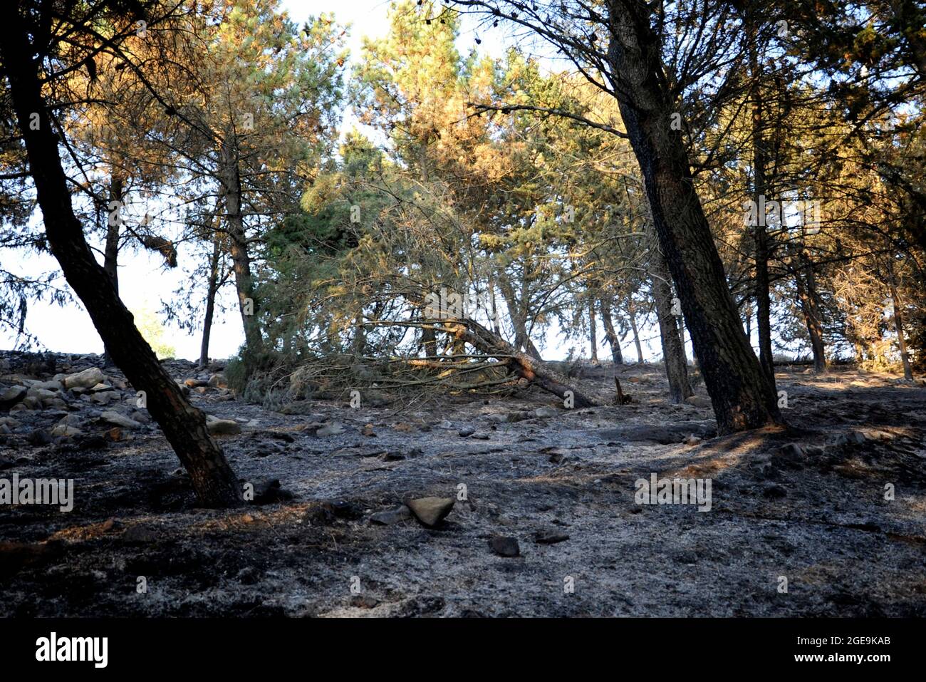 Trees burned by the vast fire that hit the Durazzano Wind Farm (CE ...