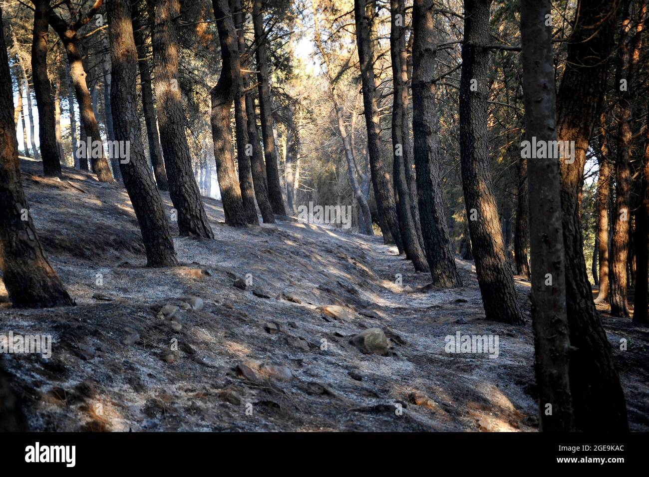 Trees burned by the vast fire that hit the Durazzano Wind Farm (CE ...