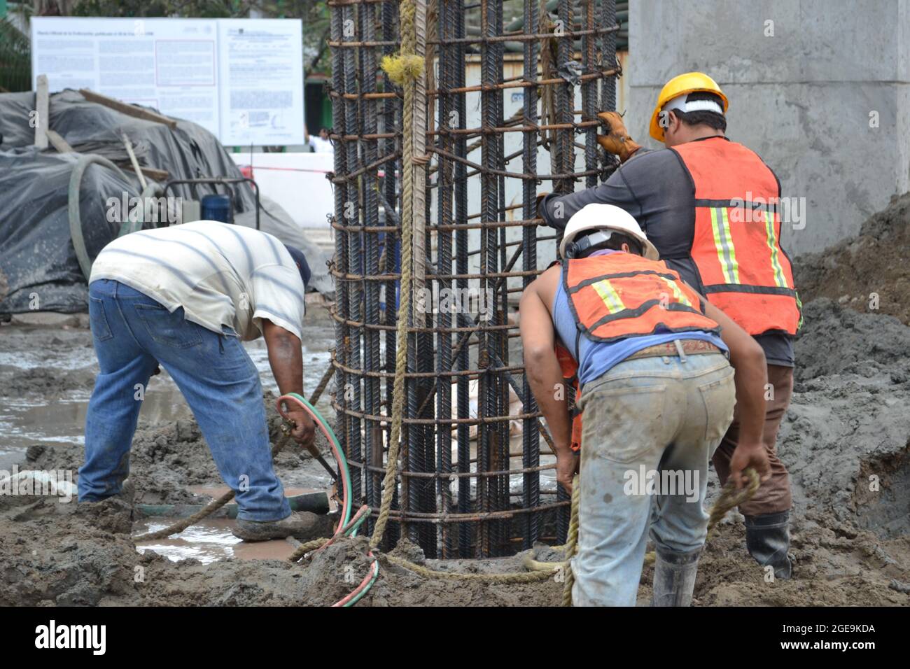 group of workers lowering the steel reinforcement of a foundation pile ...