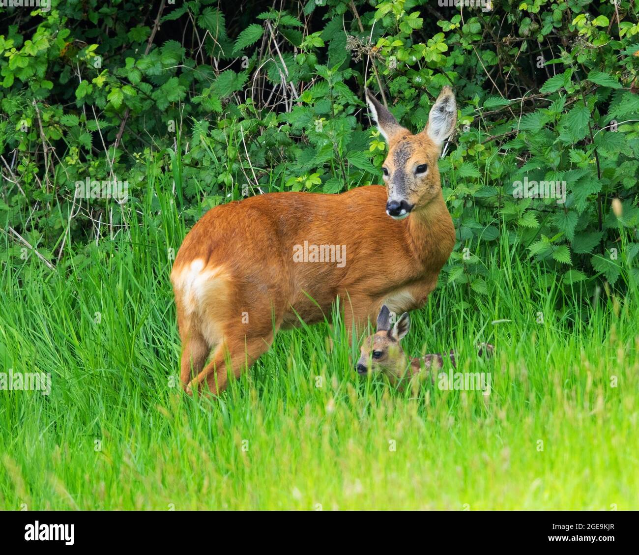 Roe Deer doe with her small fawn in the Cotswold Hills Stock Photo - Alamy