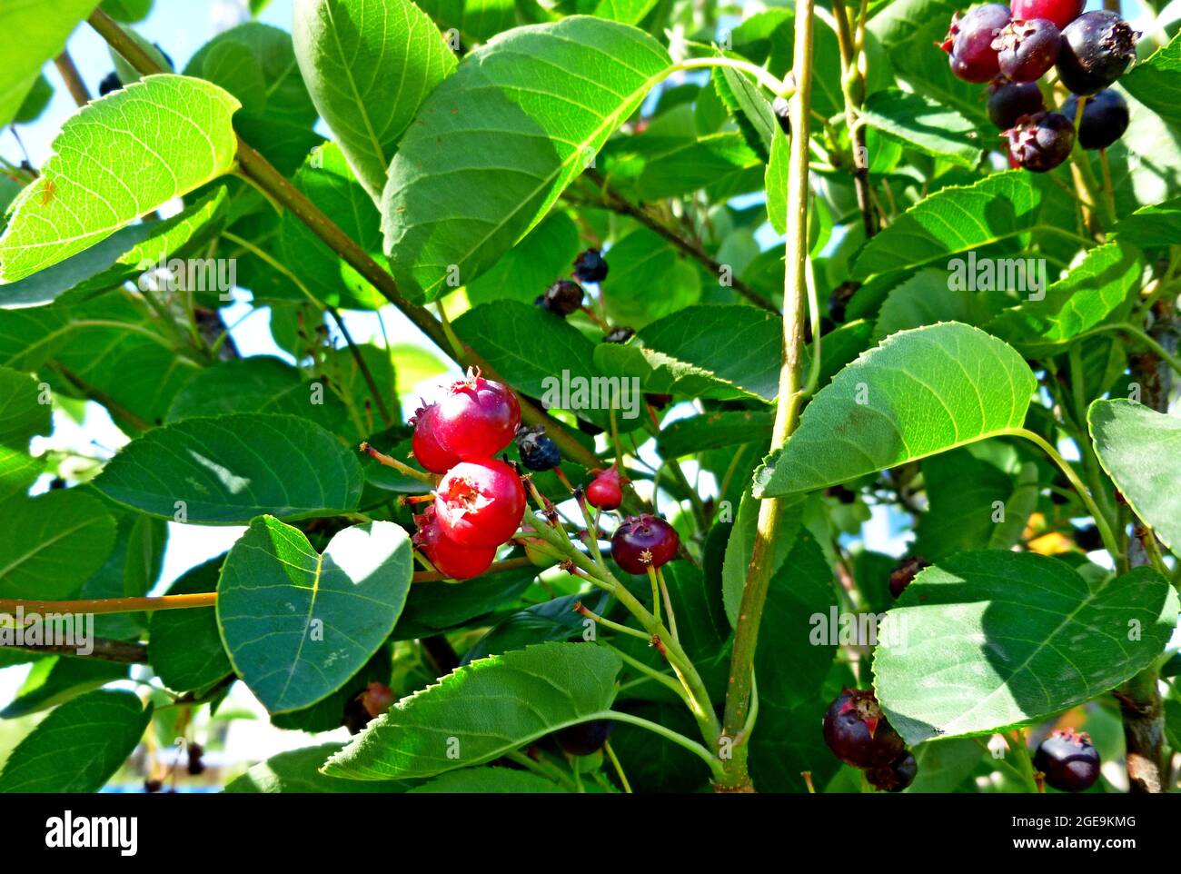 Shadblow serviceberry hi-res stock photography and images - Alamy