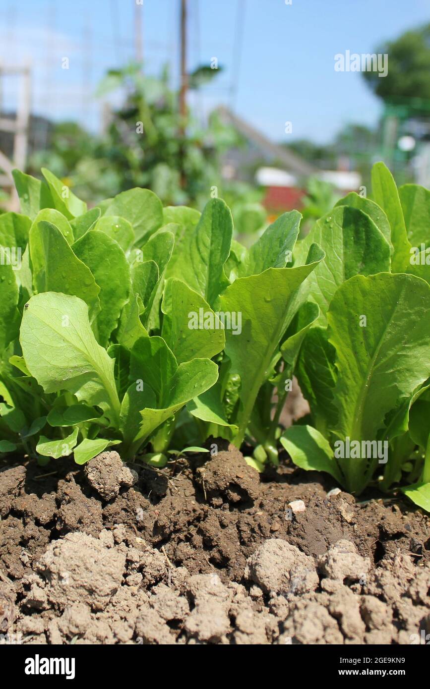 Green lettuce growing in the summer sun Stock Photo - Alamy