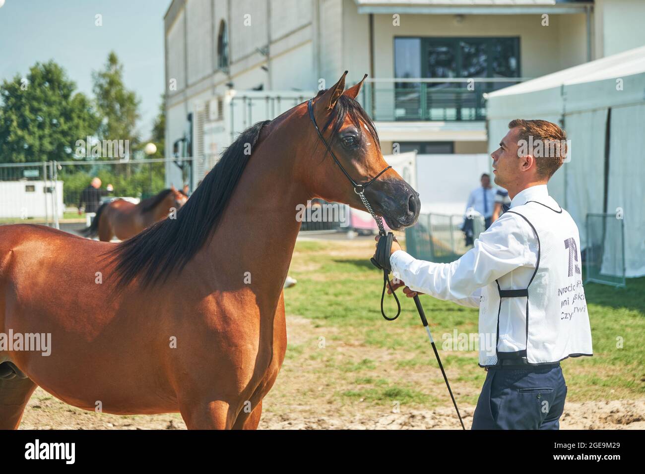 "Pride of Poland 2021" - annual festival of world class Arabian horses ...