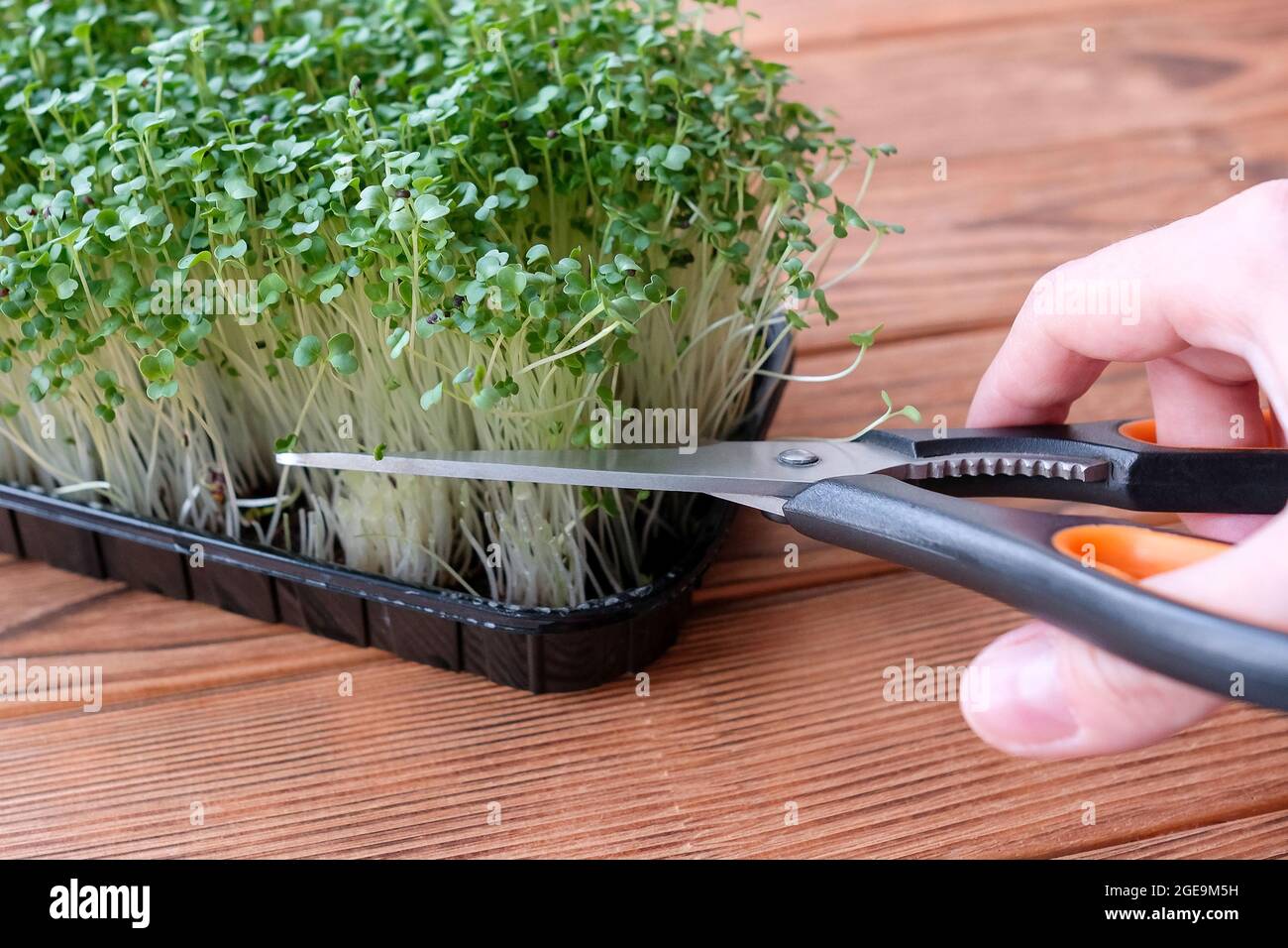 Cut microgreens with scissors. Green edible grass Stock Photo - Alamy