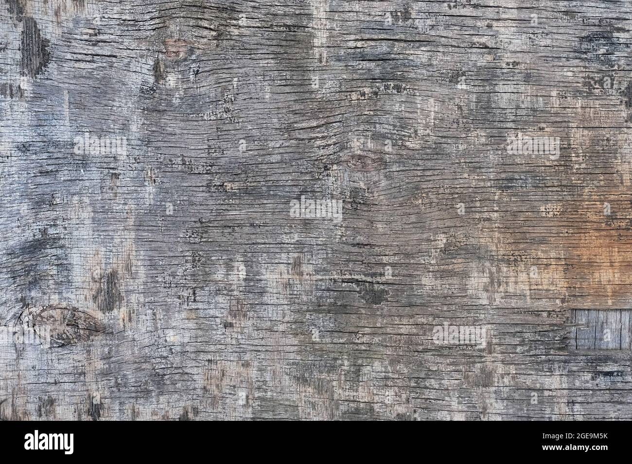 Cracked old board. Gray patchy background. Natural material Stock Photo ...