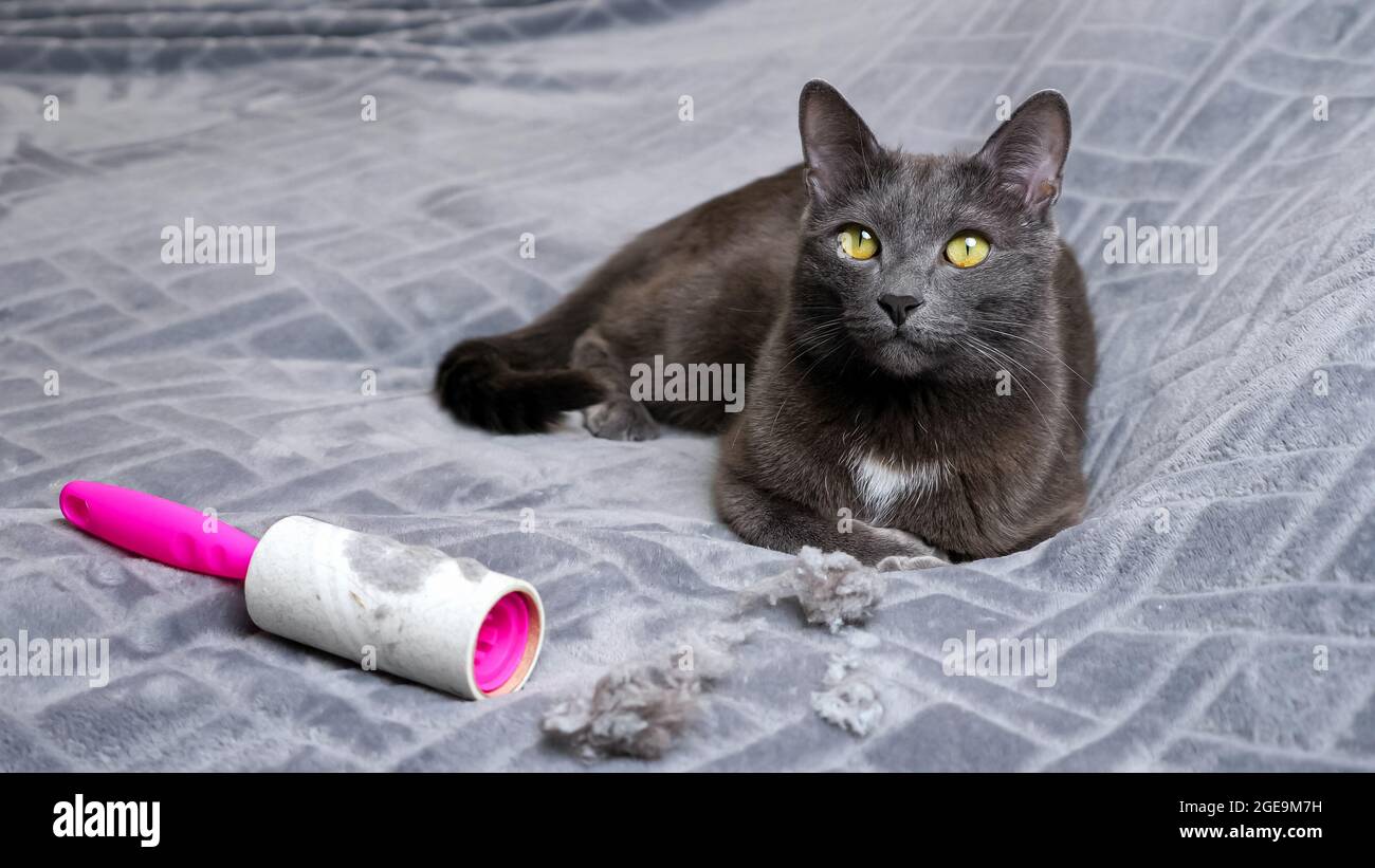 Cat lint hi-res stock photography and images - Alamy