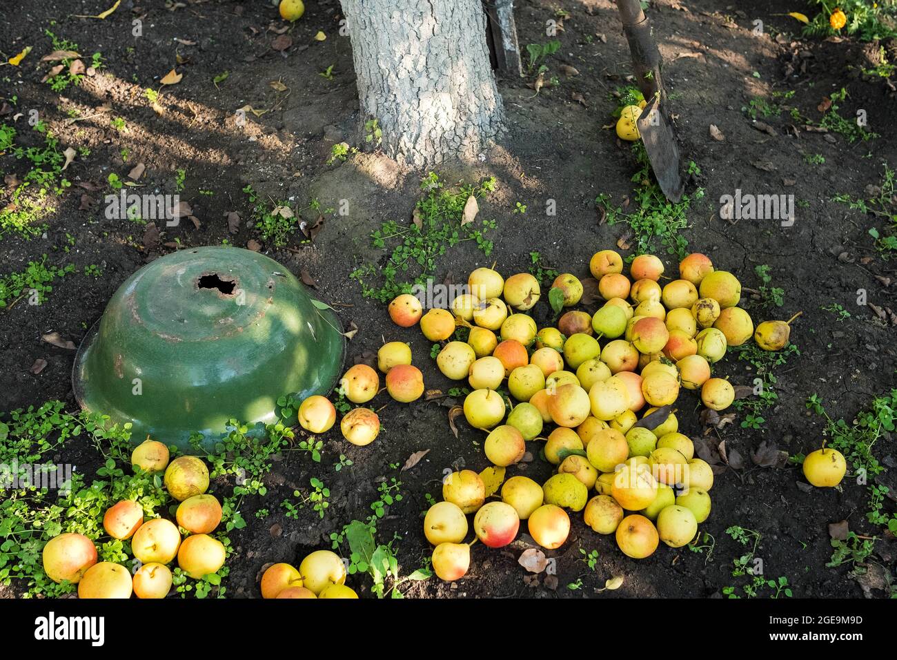 The apples fell to the ground from the tree. Old basin near the garden ...