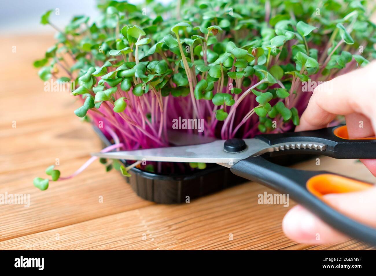 Cut microgreens. Radish sprouts. Holding scissors in their hands Stock ...