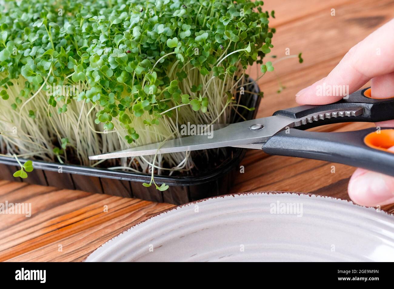 Cut microgreens with scissors. Small sprouts of cabbage Stock Photo - Alamy