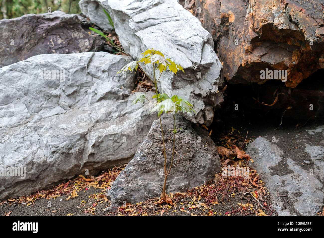 A young maple tree with large green leaves grew on a background of ...