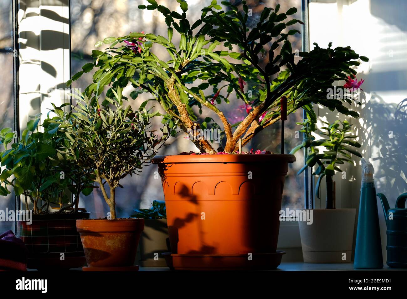 Large flower pot hi-res stock photography and images - Alamy