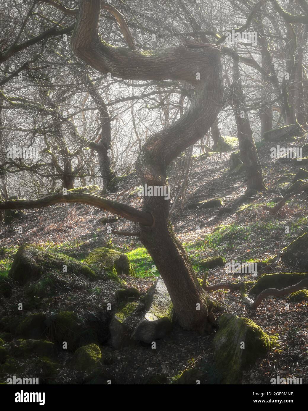 Twisted tree lit by sunlight on hazy day in Padley Gorge, in Peak ...