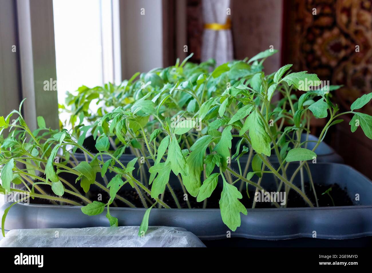 Young tomato sprouts in a seedling container. Home garden Stock Photo ...