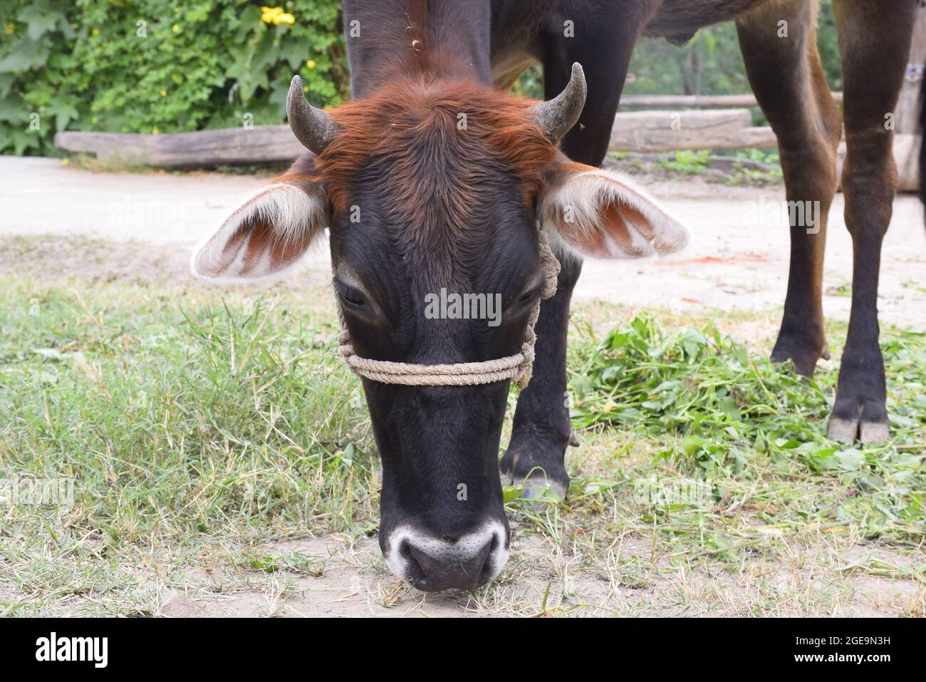 The red cow standing on the palm tree is looking towards the camera ...