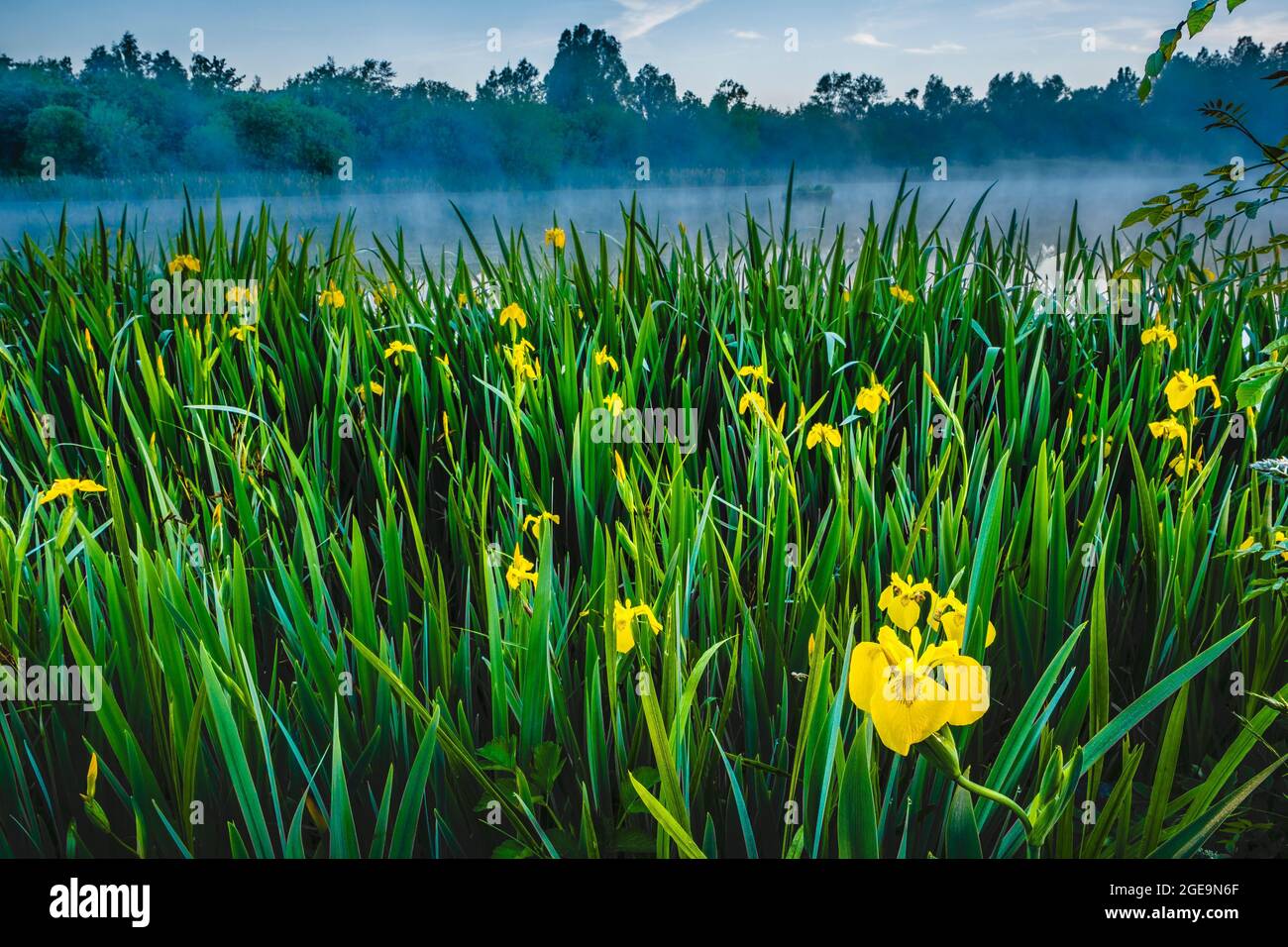 Wild Iris flowering by the side of a lake Stock Photo - Alamy