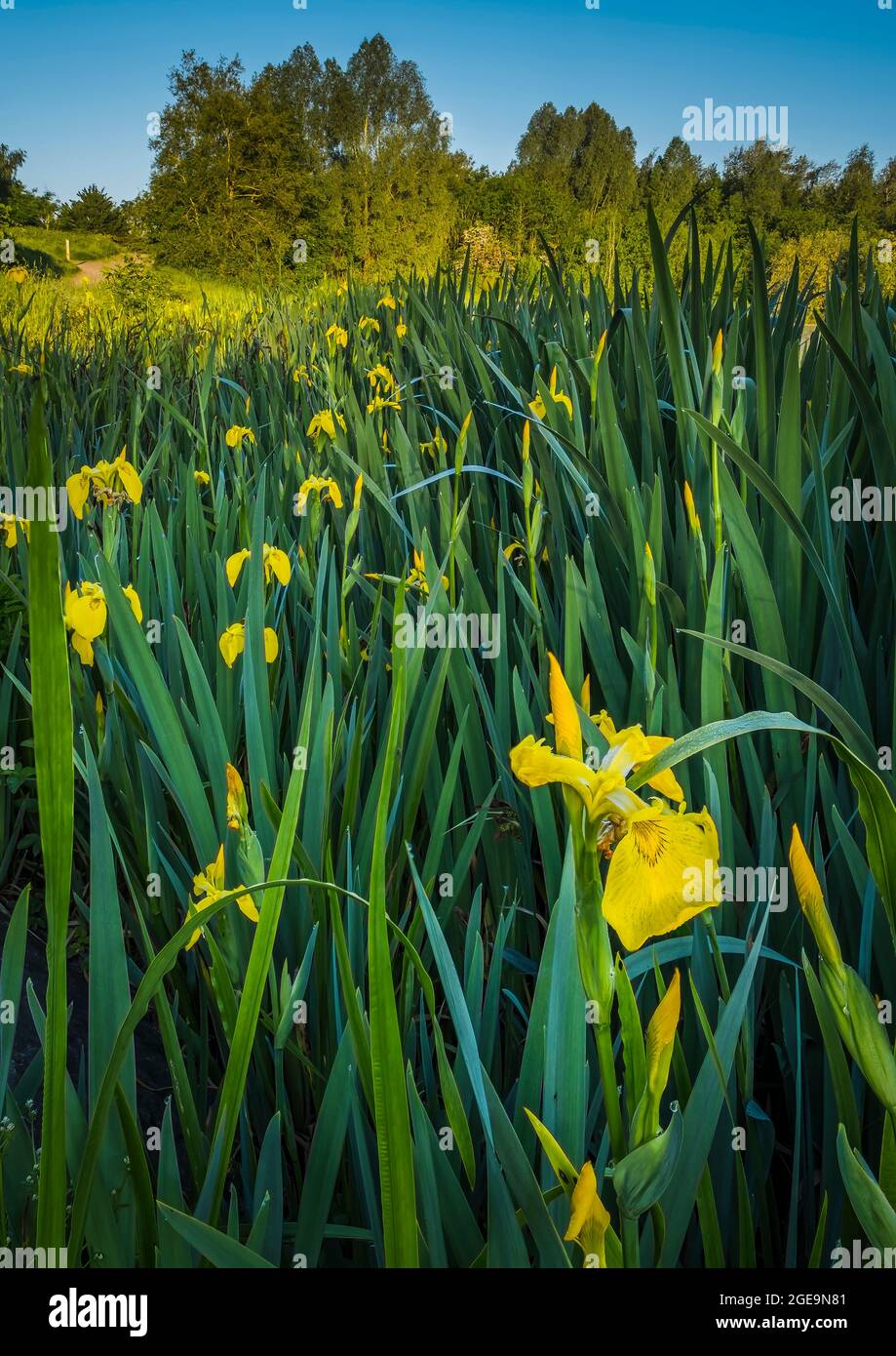 Wild Iris flowering by the side of a lake Stock Photo - Alamy