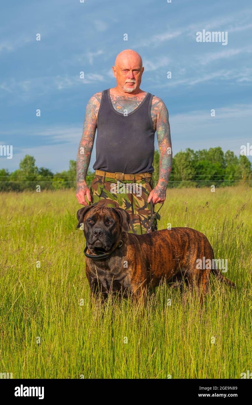 A Boelboel dog with the owner Stock Photo - Alamy
