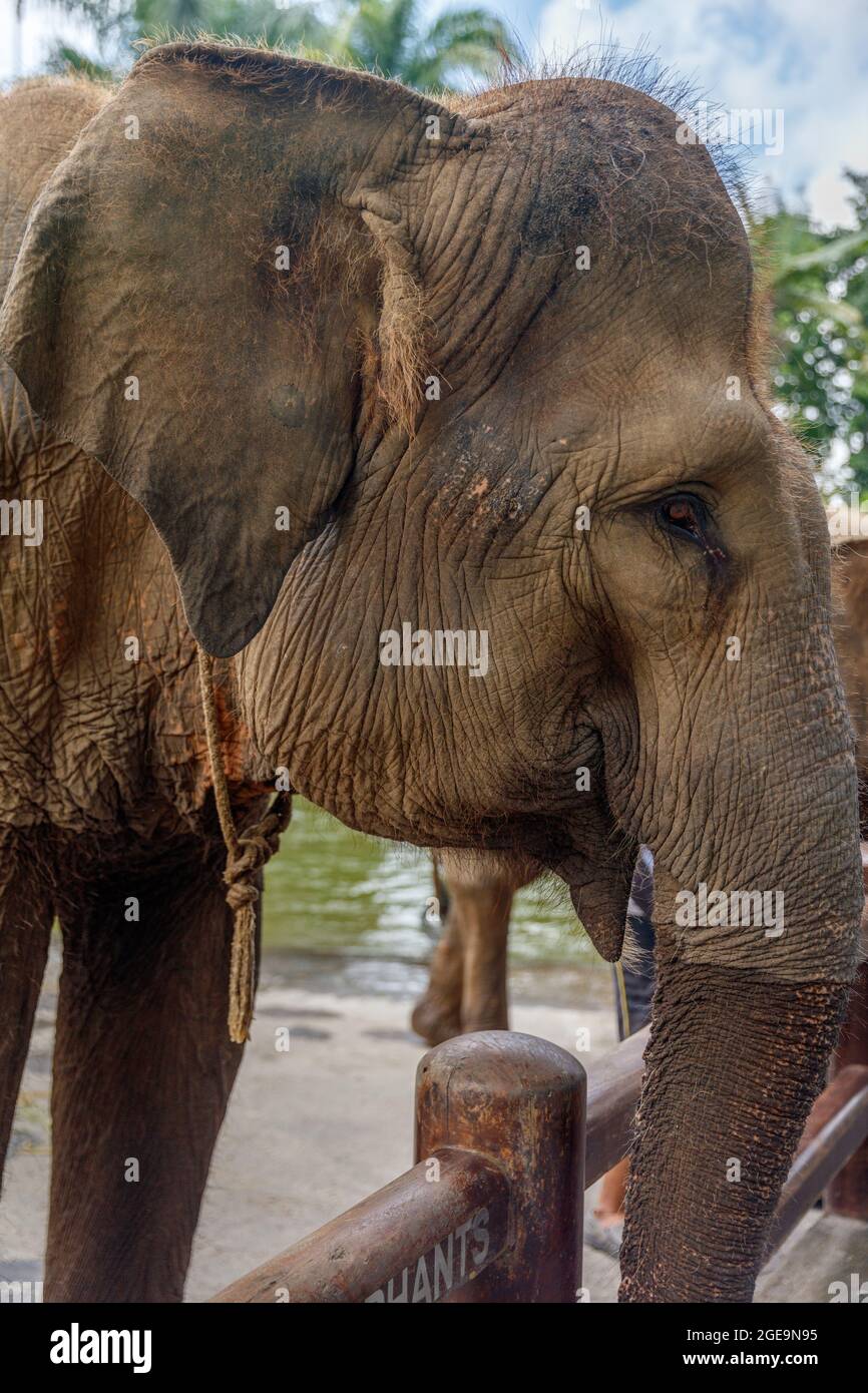 Critically endangered Sumatran elephant in Bali, Indonesia Stock Photo ...