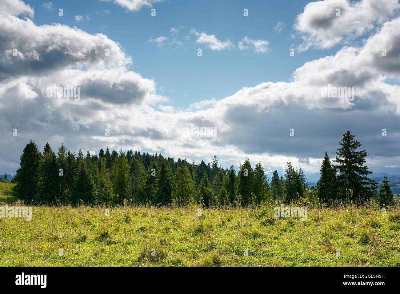 mountainous countryside in early autumn. trees and grassy meadows on ...