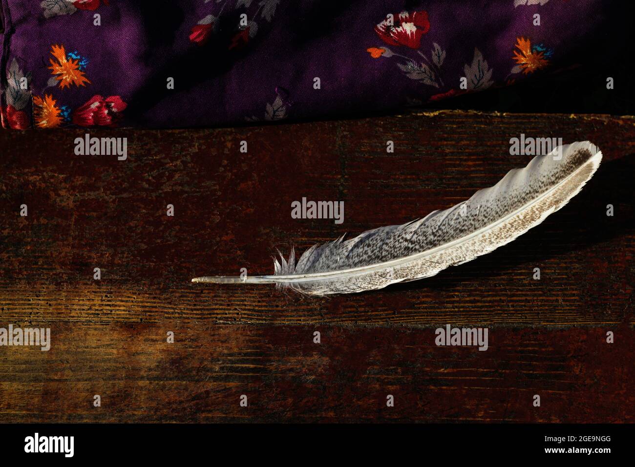 A goose feather on an aged antique dark old red wood background. Quill ...