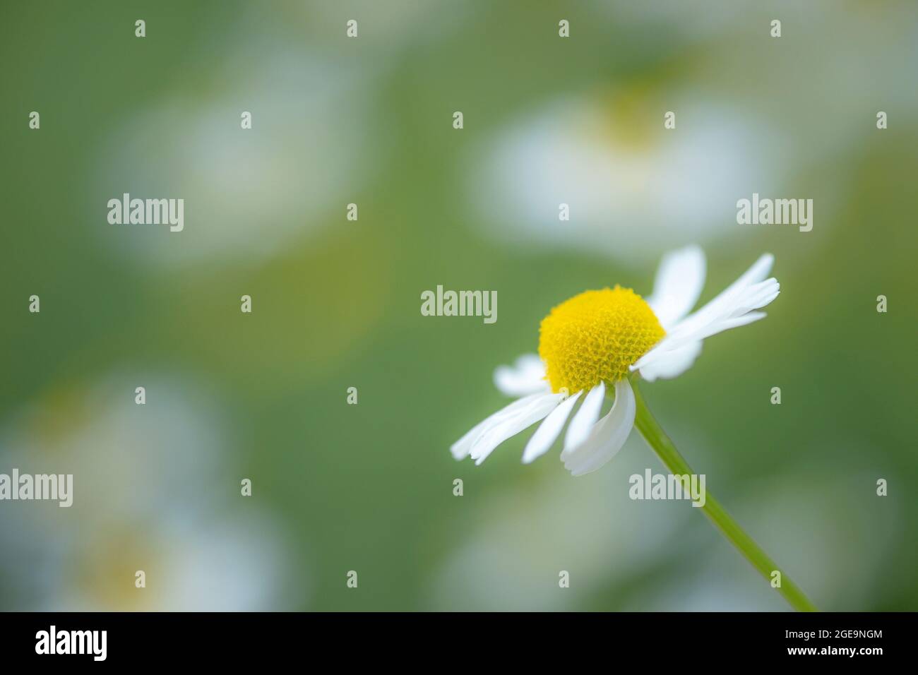 A single Camomile flower Stock Photo - Alamy