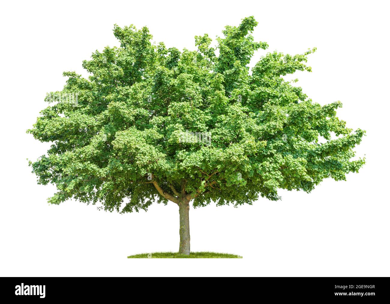 Isolated field marple tree on a white background Stock Photo - Alamy