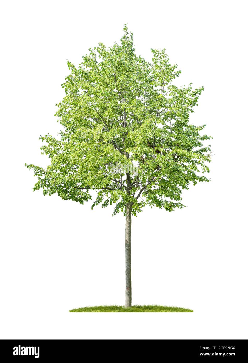 Isolated lime tree on a white background Stock Photo - Alamy