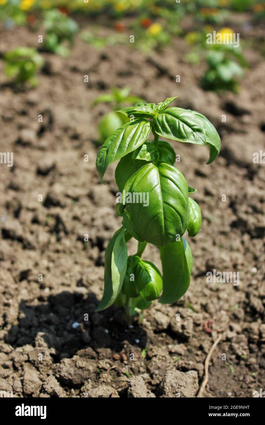 Cute baby basil herb plant growing in the summer sun Stock Photo - Alamy