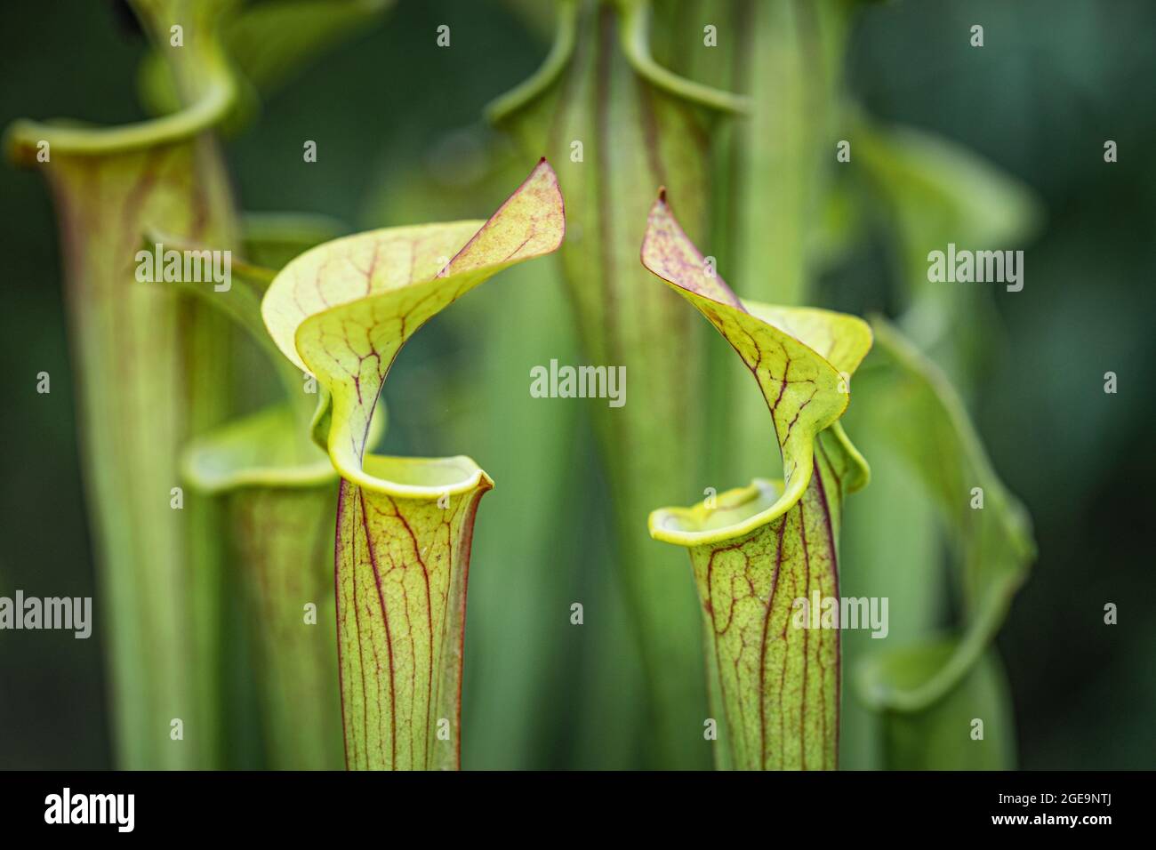 Trumpet pitcher plant Sarracenia Stock Photo - Alamy Trumpet pitcher plant Sarracenia Stock Photo - Alamy