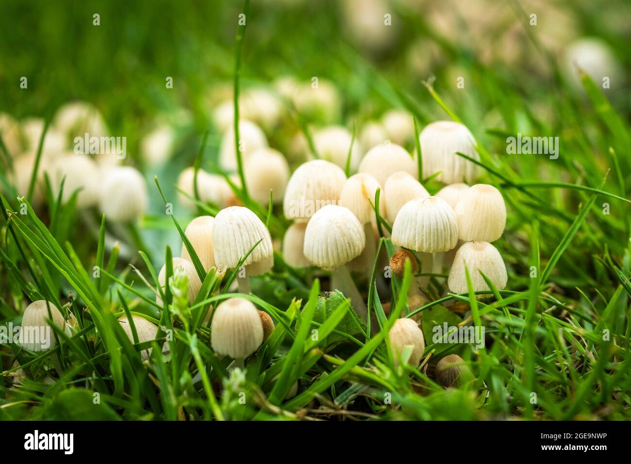 Small fungi growing in the grass in woodland Stock Photo - Alamy