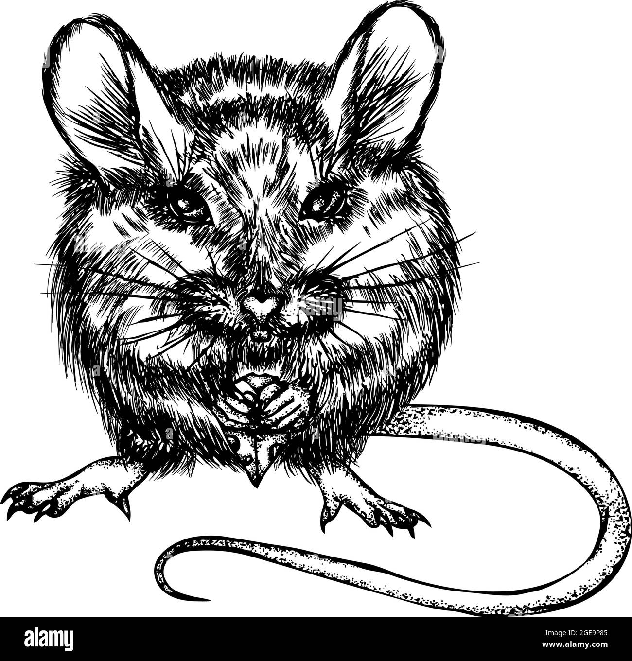 Gerbil mouse Black and White Stock Photos & Images - Alamy