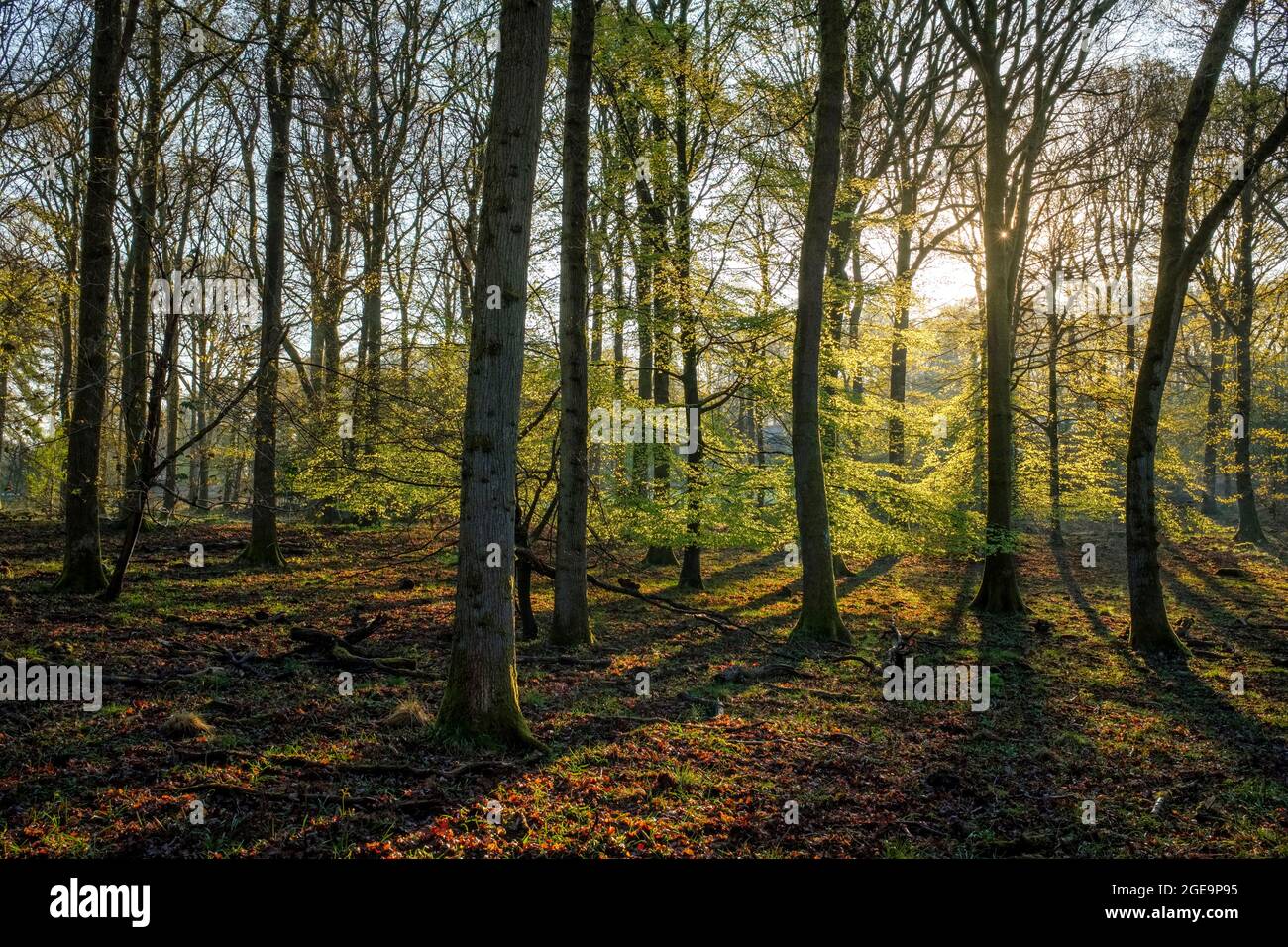 Sunlight dappling hi-res stock photography and images - Alamy