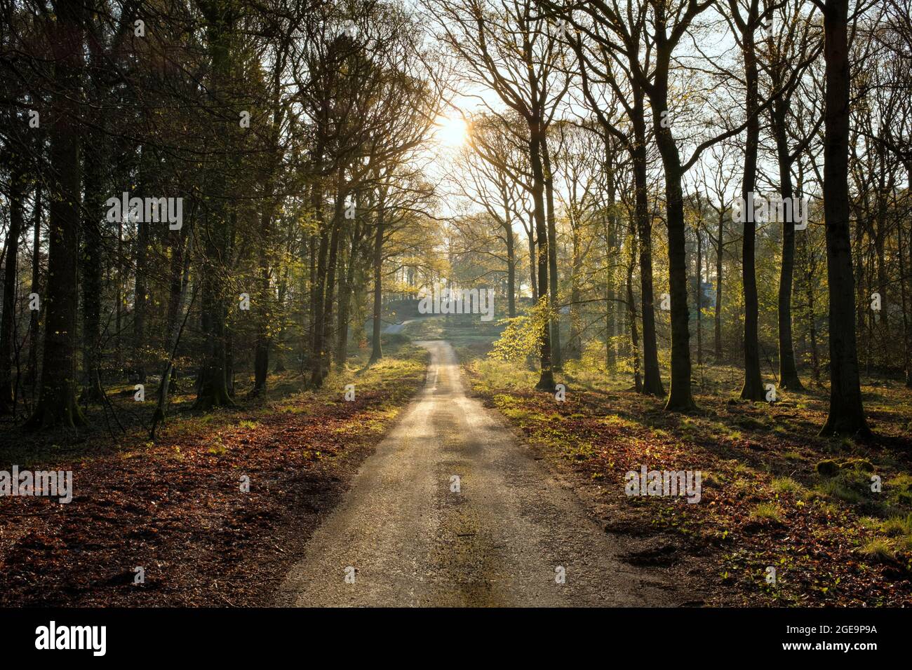 Sunlit road through the Forest of Dean Stock Photo - Alamy