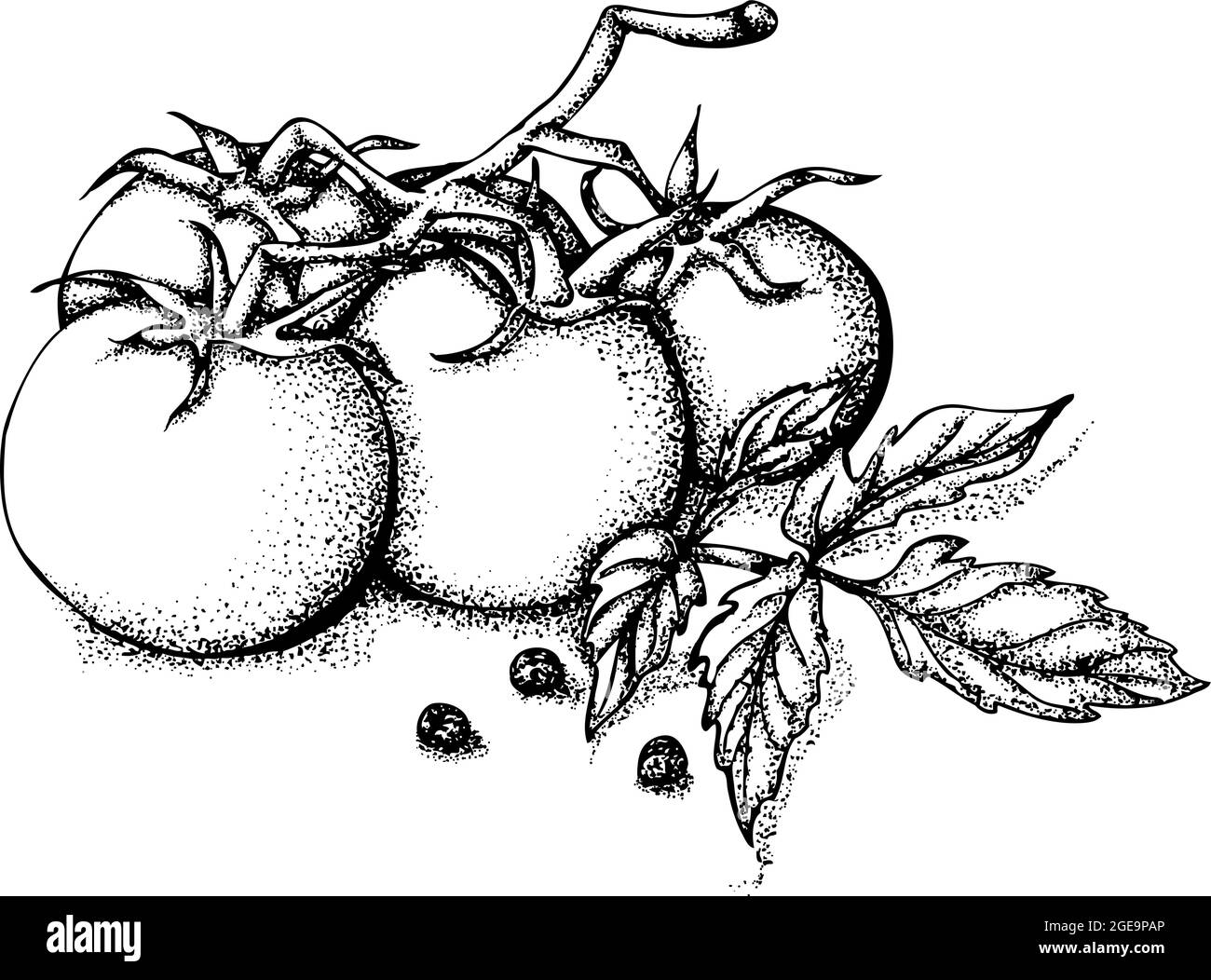 Branch of tomatoes Stock Vector Image & Art - Alamy