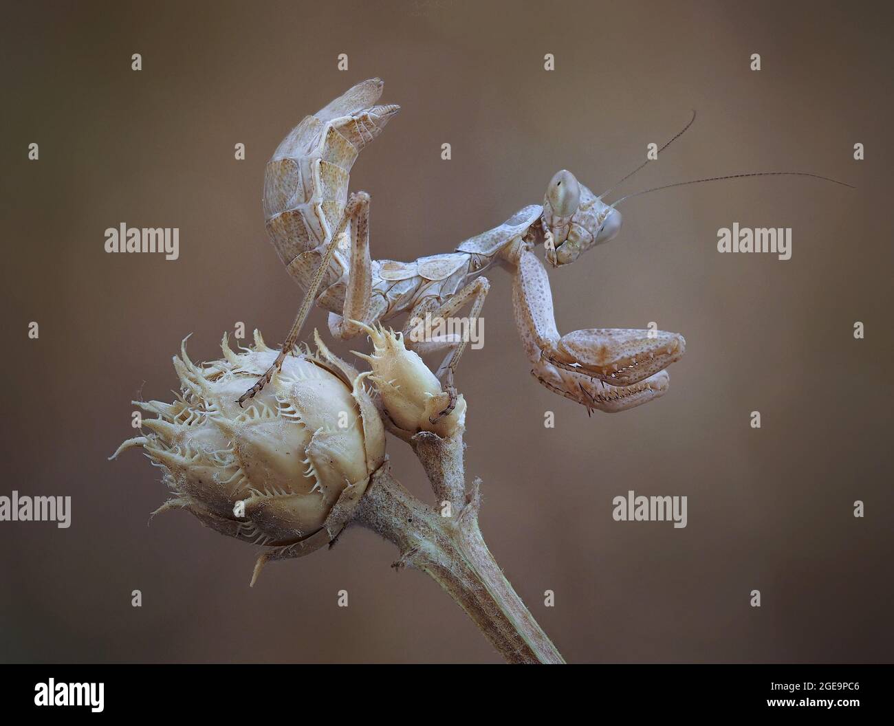 Closeup of the Ameles spallanzania, common name European dwarf mantis ...