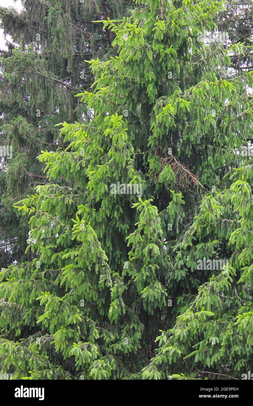 Summer green fir trees growing in the lush summer meadow Stock Photo ...