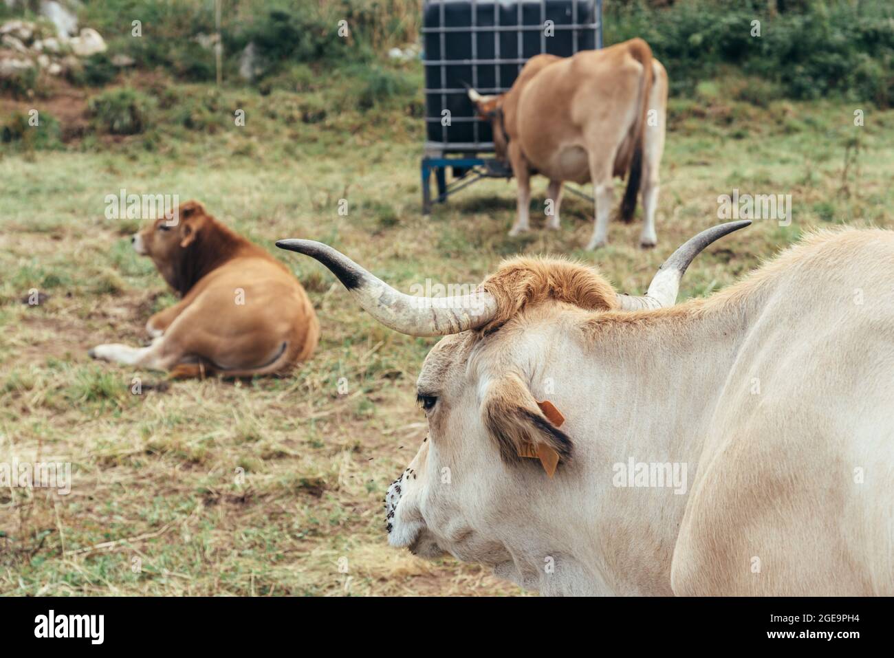 Heard of cows grazing on the meadow in Asturias. Asturian Valley cattle ...
