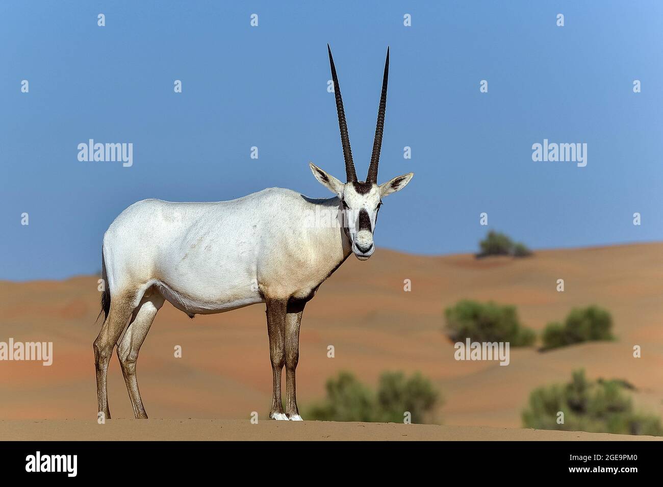 Arabian Oryx Dubai Desert Conservation Reserve, Dubai, UAE Stock Photo ...
