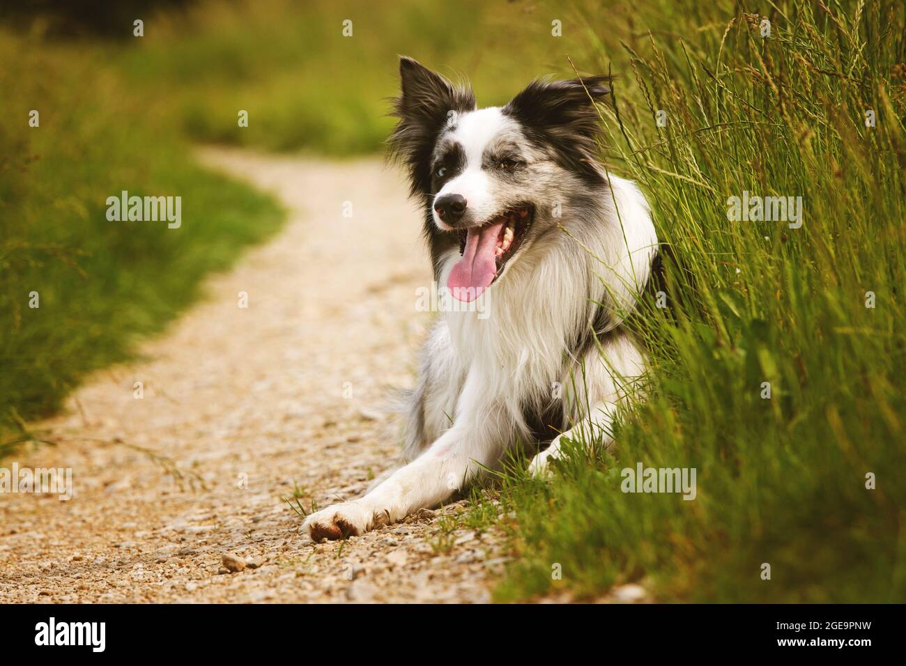 Border collie dog in a summer meadow Stock Photo - Alamy