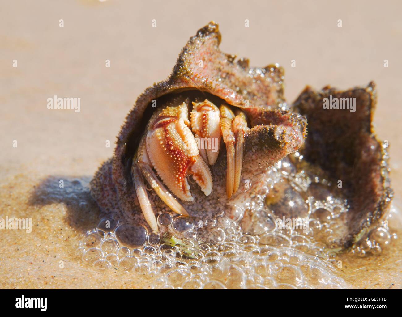 Hermit crab in shell nature hi-res stock photography and images - Alamy