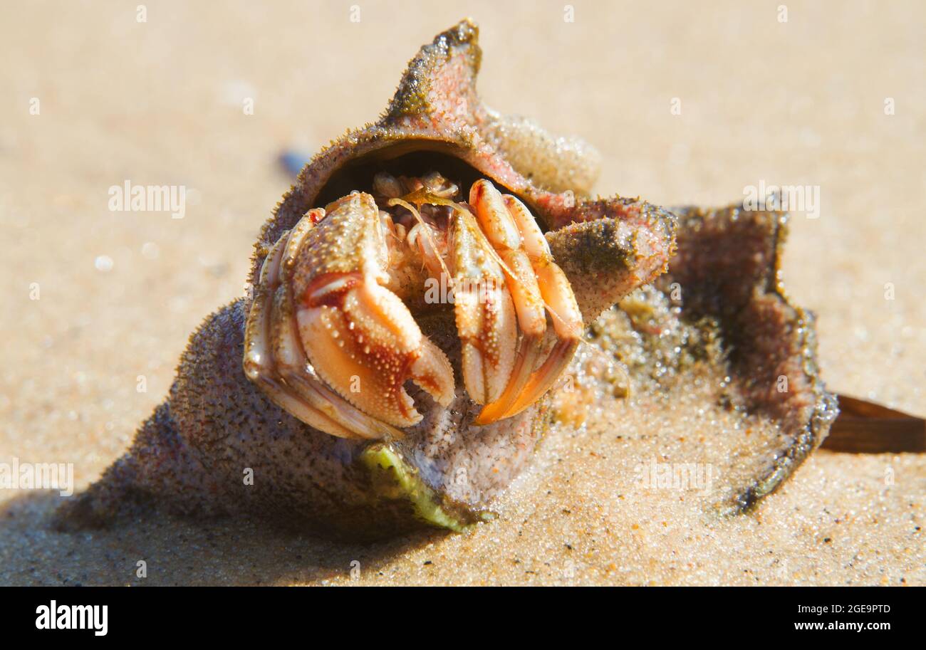 Crab shell on beach hi-res stock photography and images - Alamy