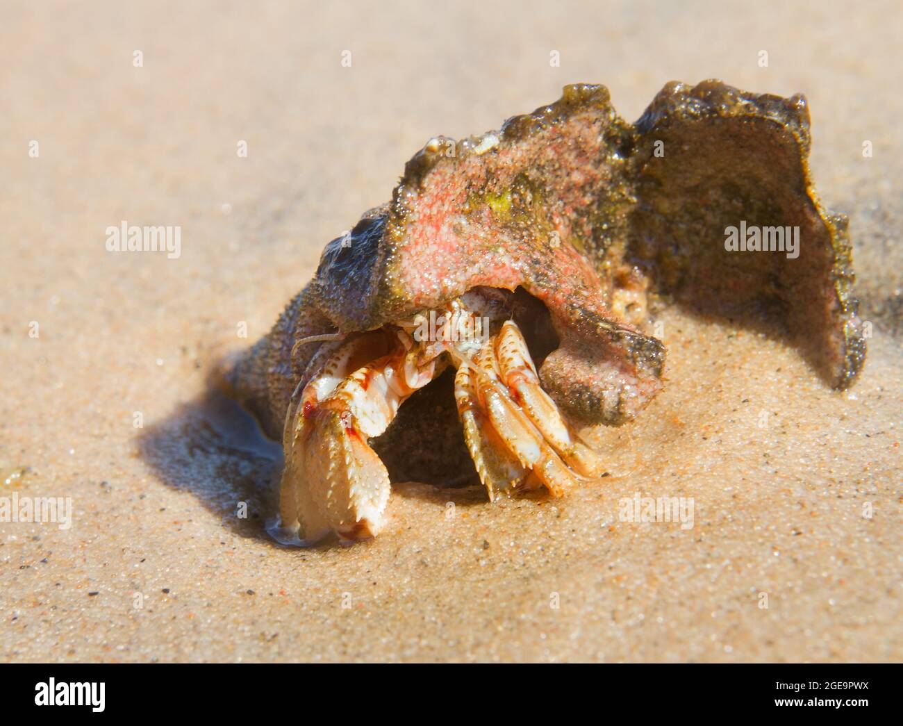 Hermit crab in shell nature hi-res stock photography and images - Alamy