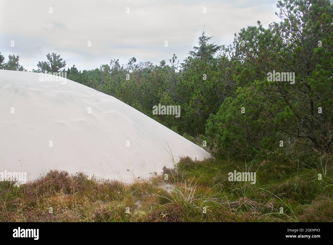 Råbjerg Mile, a migrating coastal dune, threatens the adjacent forest ...
