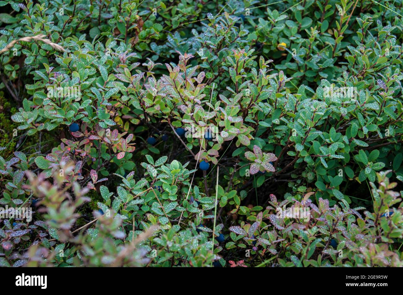 Green shrub of Japanese barberry Stock Photo - Alamy