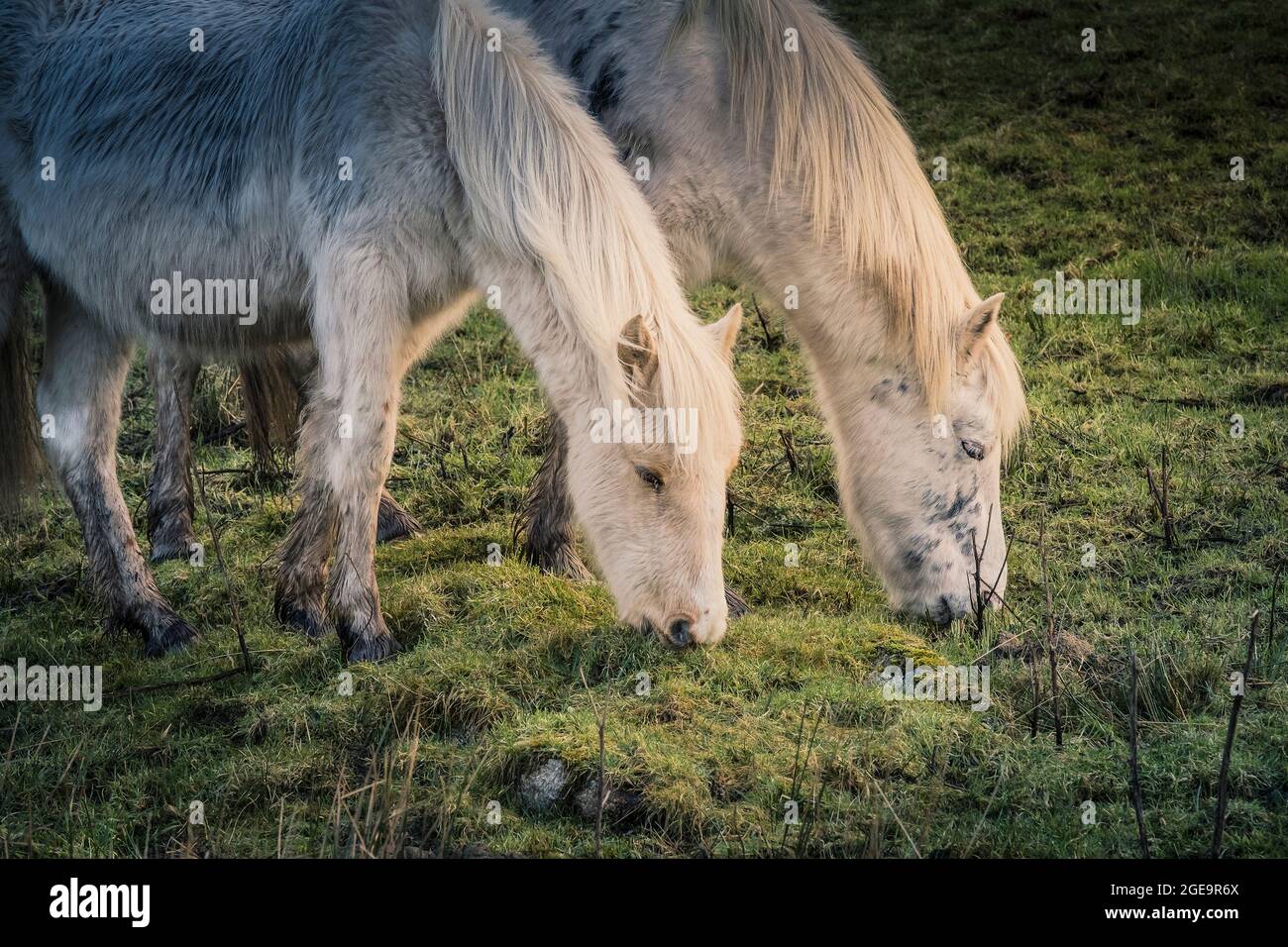 Wild Ponies Bodmin Moor High Resolution Stock Photography and Images - Alamy