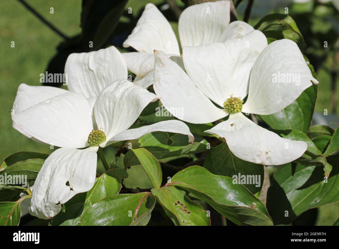 Flowering dogwood, Cornus kousa variety unknown, with large white ...