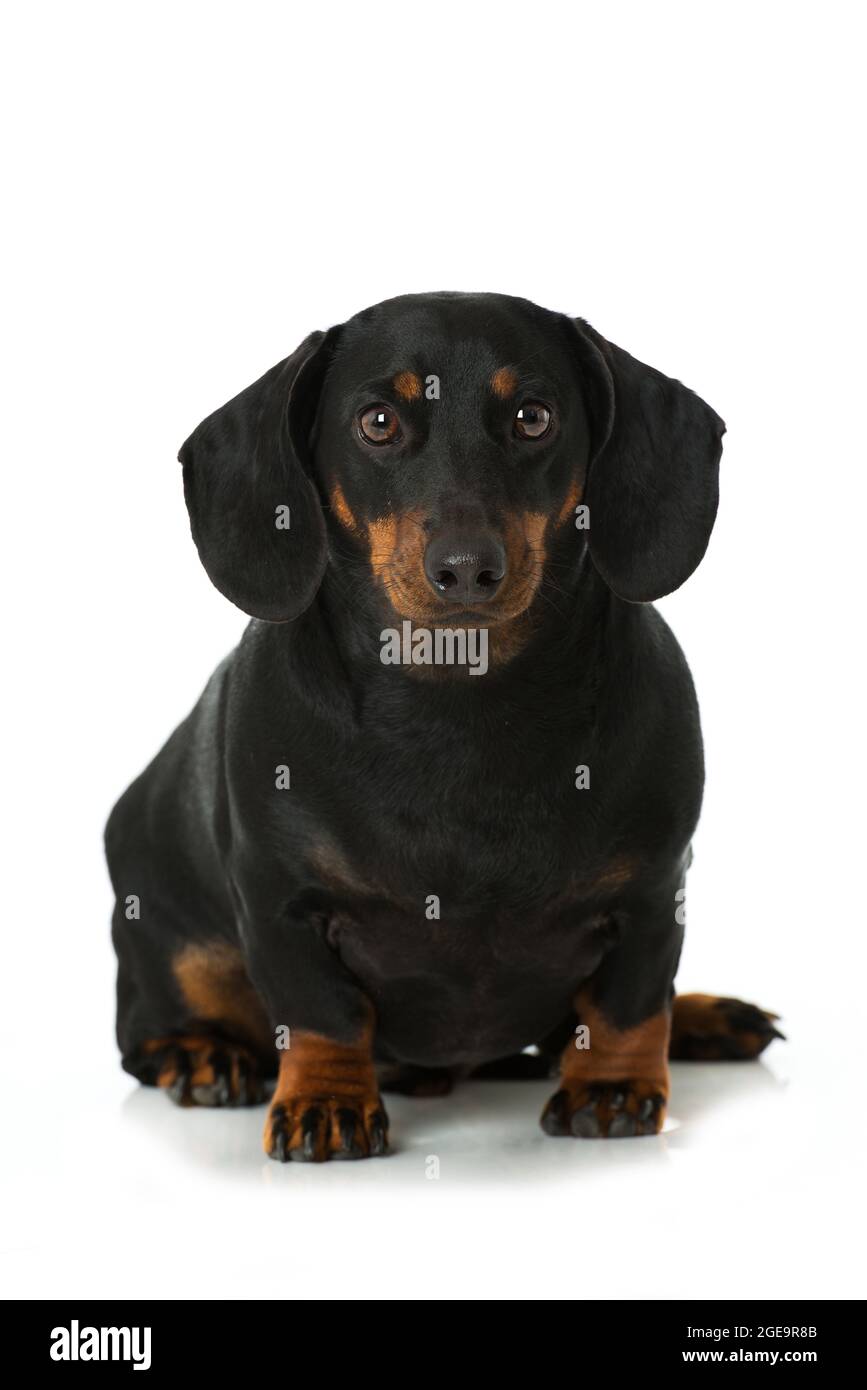 Teckel dog isolated on white Stock Photo - Alamy
