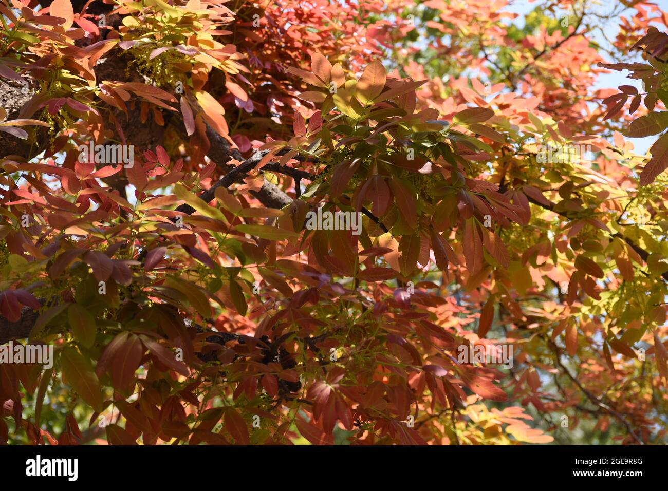 Kusum trees hi-res stock photography and images - Alamy