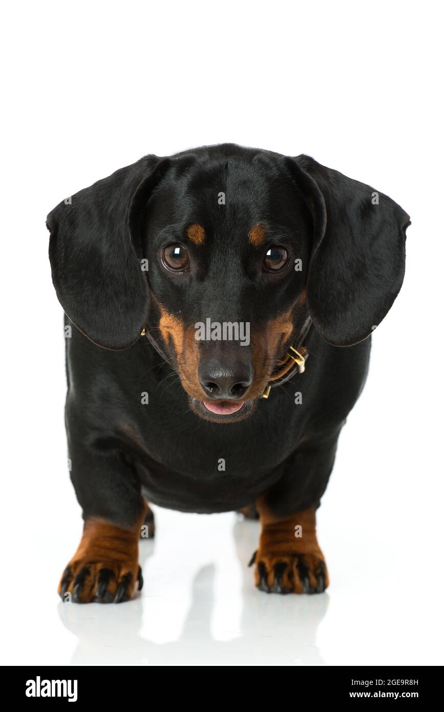 Teckel dog isolated on white Stock Photo - Alamy