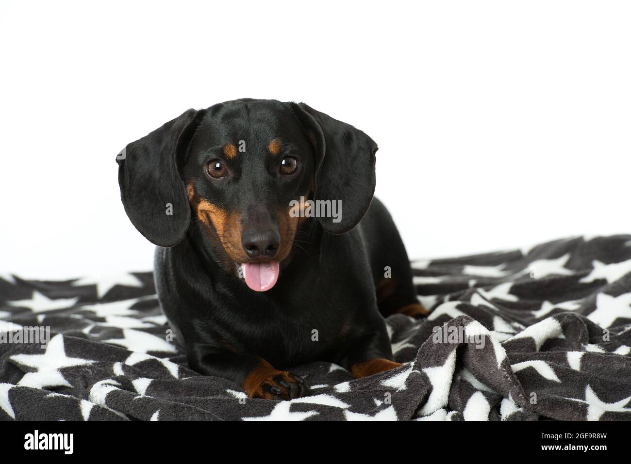 Teckel dog isolated on white Stock Photo - Alamy